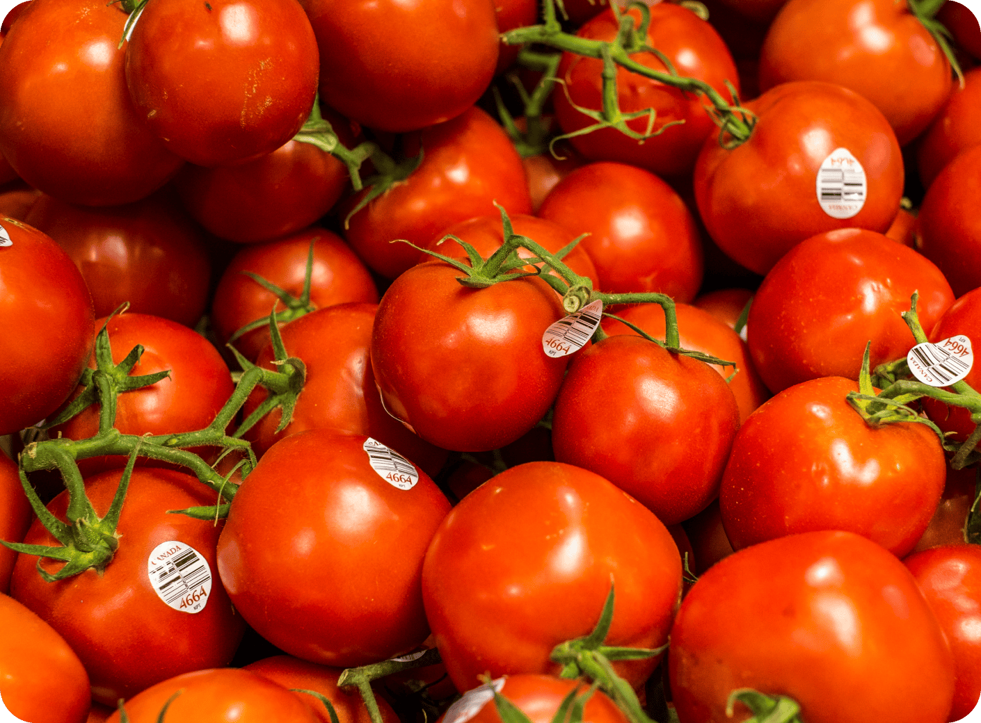 Fresh Produce Royal Oak | Holiday Market